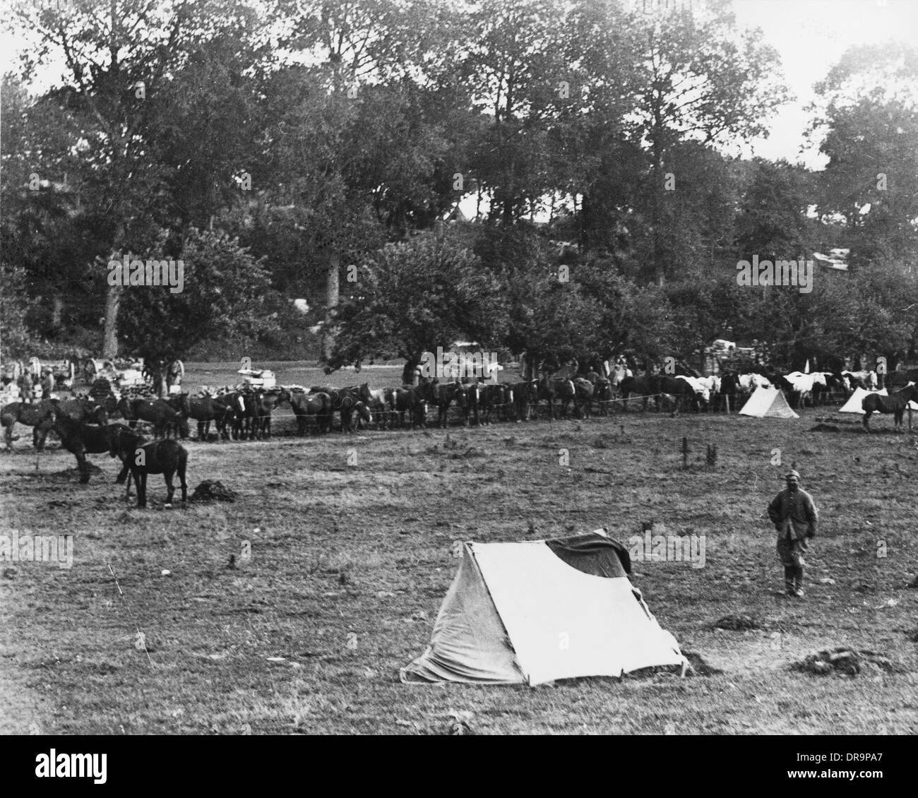 Frankreich transport tiergeschichte historisches archiv archiv -Fotos und -Bildmaterial in hoher ...