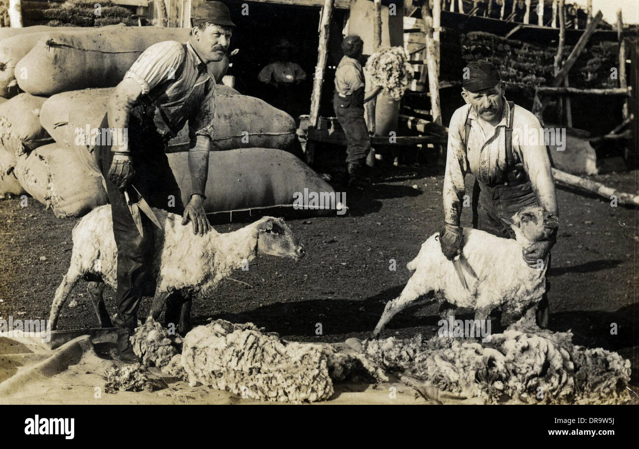 Schafschur historisch -Fotos und -Bildmaterial in hoher Auflösung – Alamy