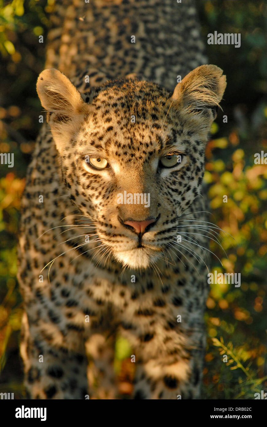Leopard Profile Stockfotos und -bilder Kaufen - Alamy