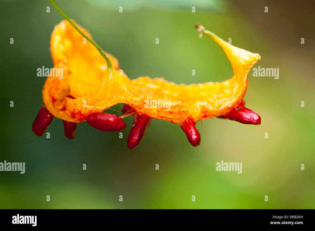 Gelbe frucht -Fotos und -Bildmaterial in hoher Auflösung – Alamy