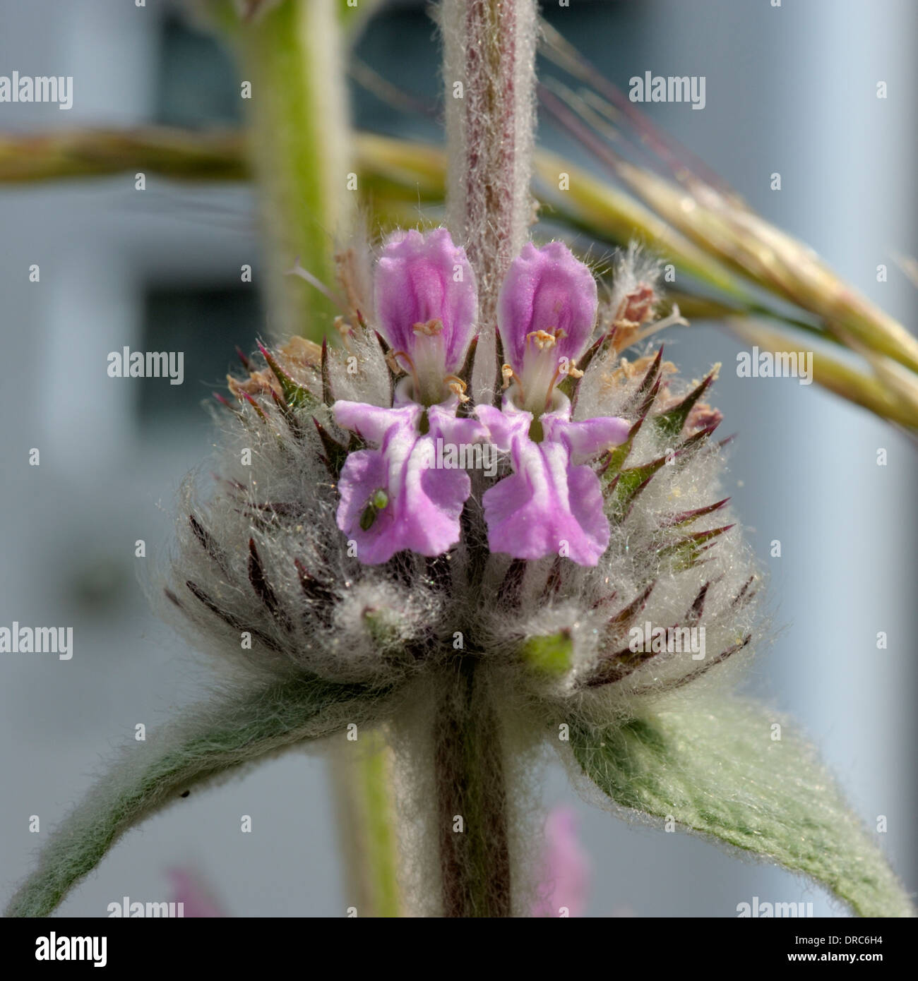 Downy woundwort -Fotos und -Bildmaterial in hoher Auflösung – Alamy