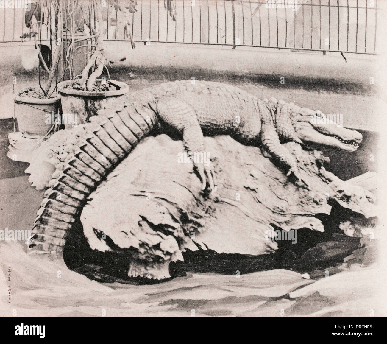 Krokodil im zoo -Fotos und -Bildmaterial in hoher Auflösung – Alamy