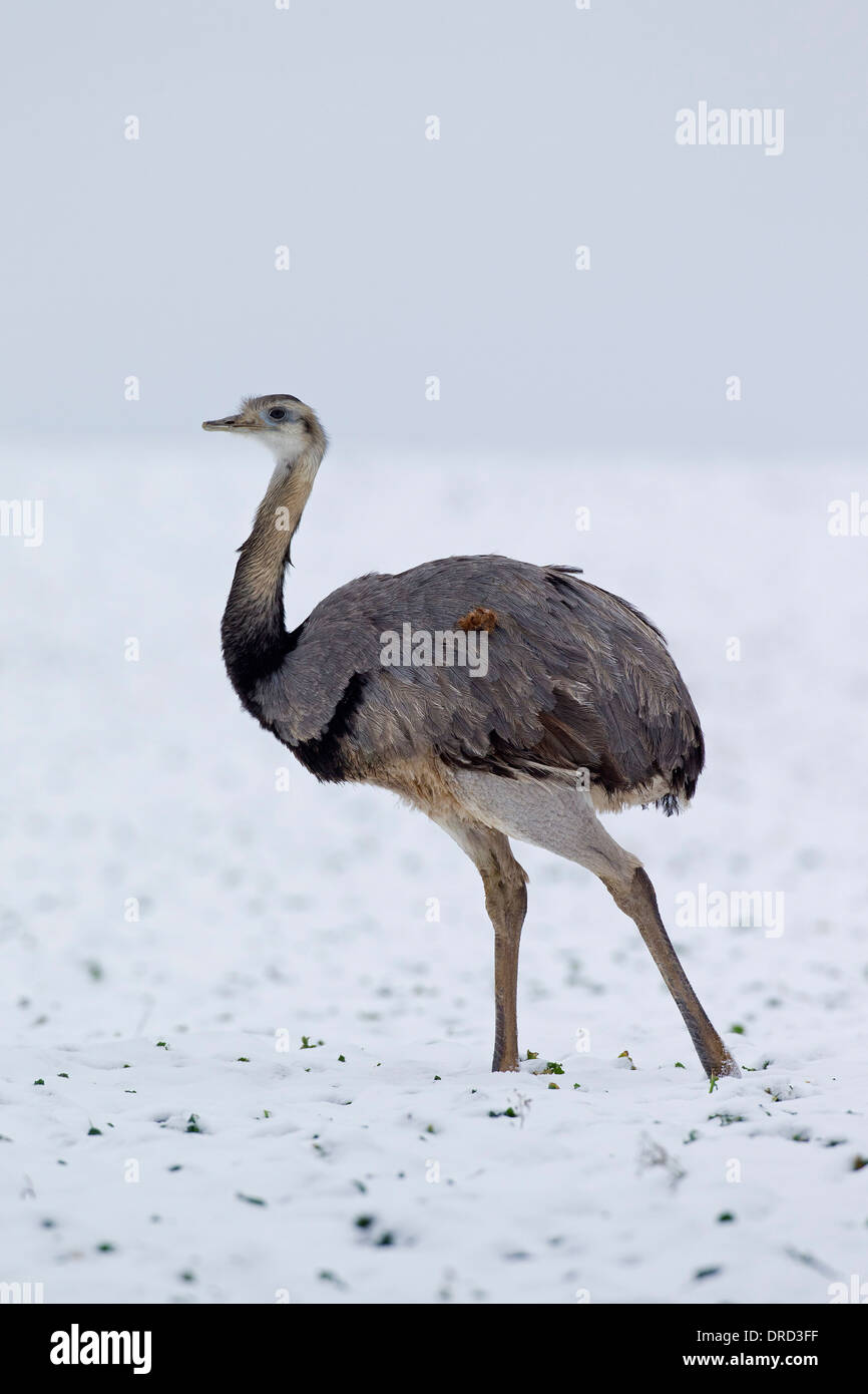 Flugunfähiger vogel -Fotos und -Bildmaterial in hoher Auflösung – Alamy