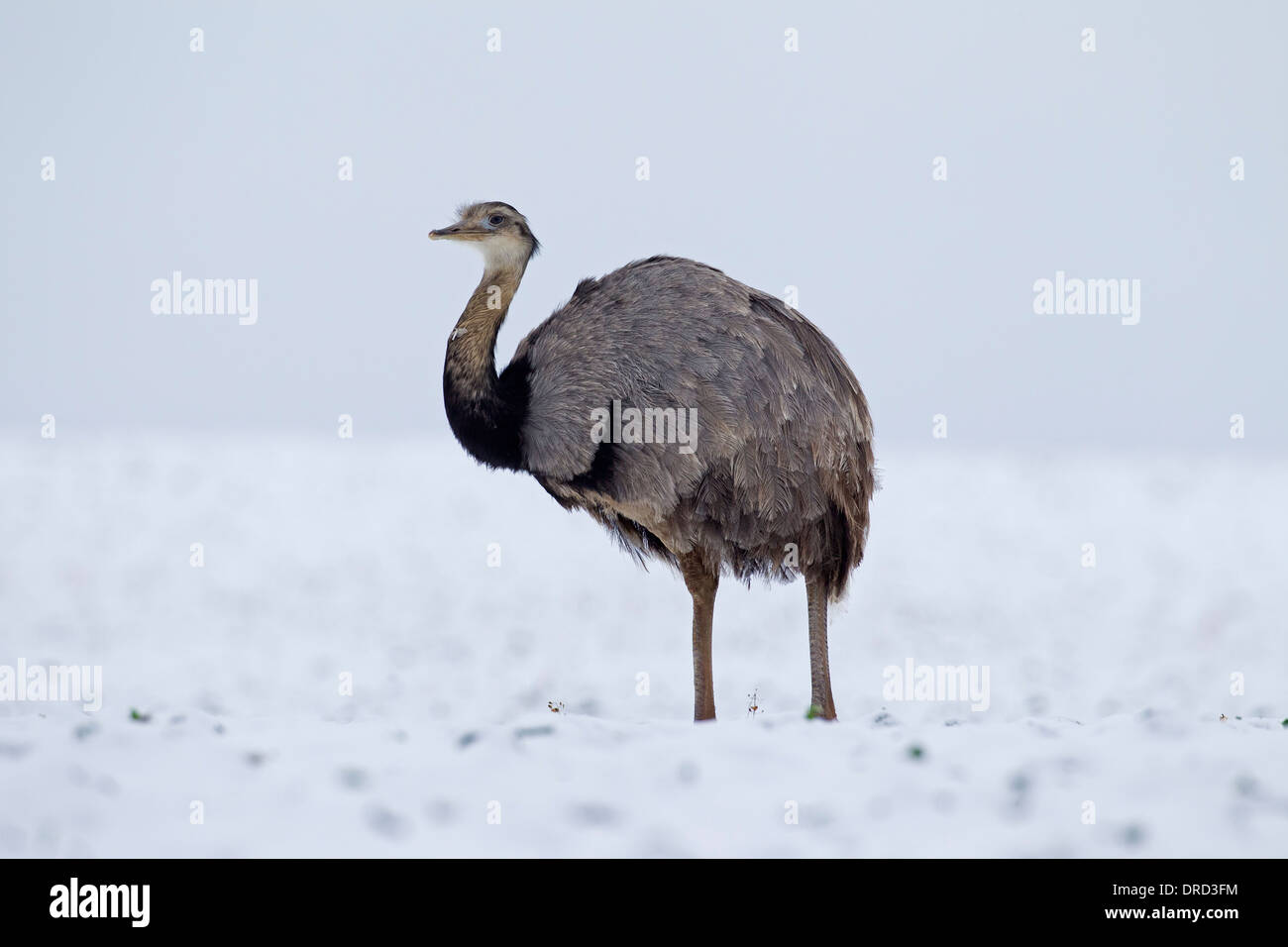 Flugunfähiger vogel -Fotos und -Bildmaterial in hoher Auflösung – Alamy