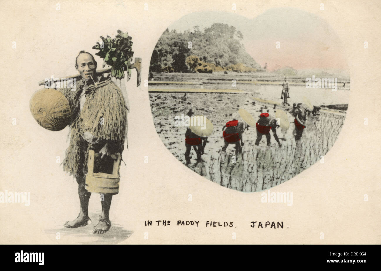 Rice field japan -Fotos und -Bildmaterial in hoher Auflösung – Alamy