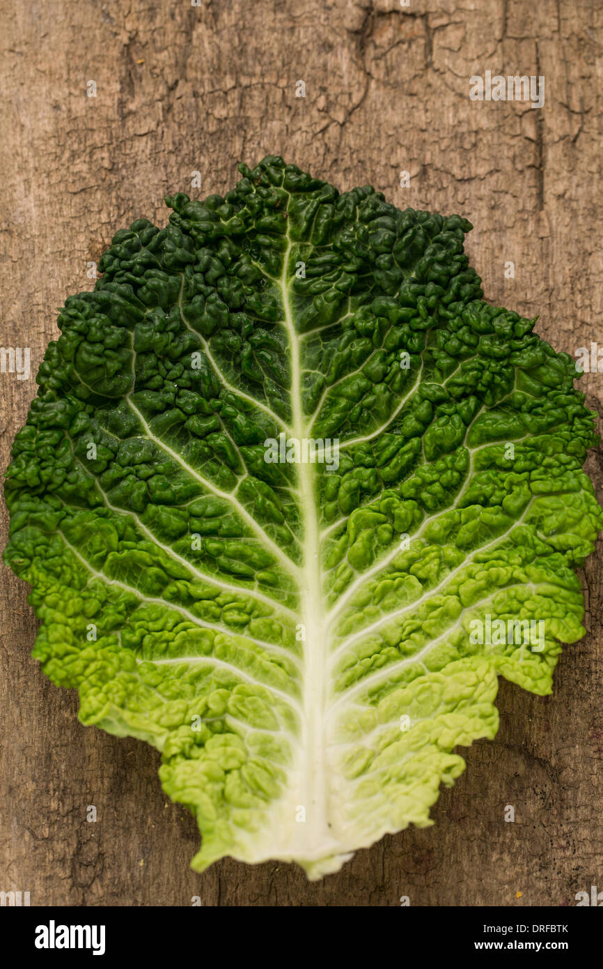 Wirsing blatt -Fotos und -Bildmaterial in hoher Auflösung – Alamy