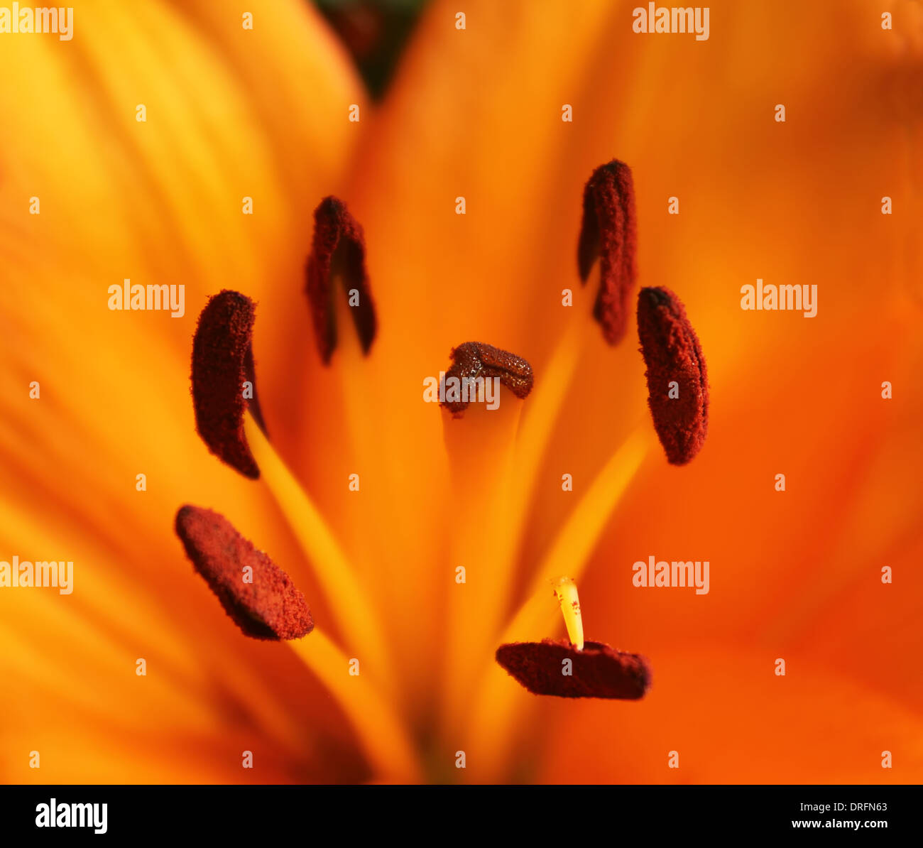 Rose logo -Fotos und -Bildmaterial in hoher Auflösung - Seite 3 - Alamy