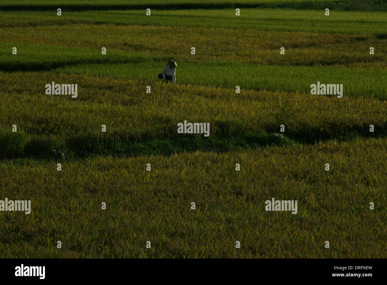 Reisfeldernte mit maschinen -Fotos und -Bildmaterial in hoher Auflösung ...