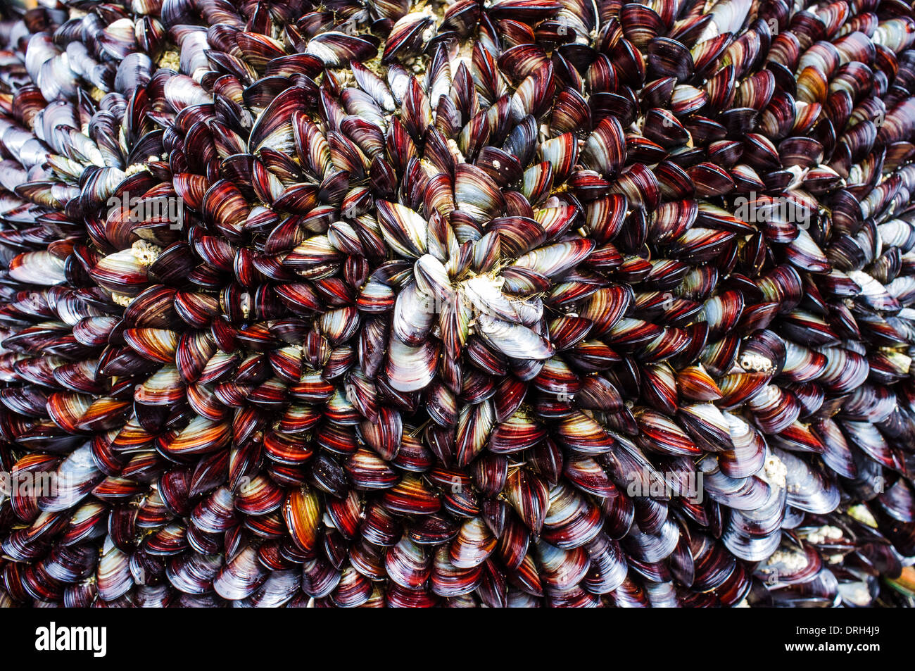 Mejillones muscheln -Fotos und -Bildmaterial in hoher Auflösung – Alamy