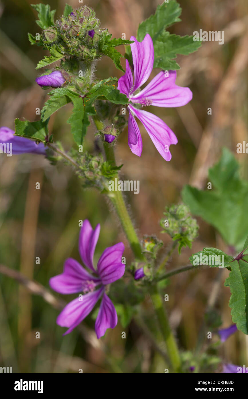 Wild malva flowers -Fotos und -Bildmaterial in hoher Auflösung – Alamy