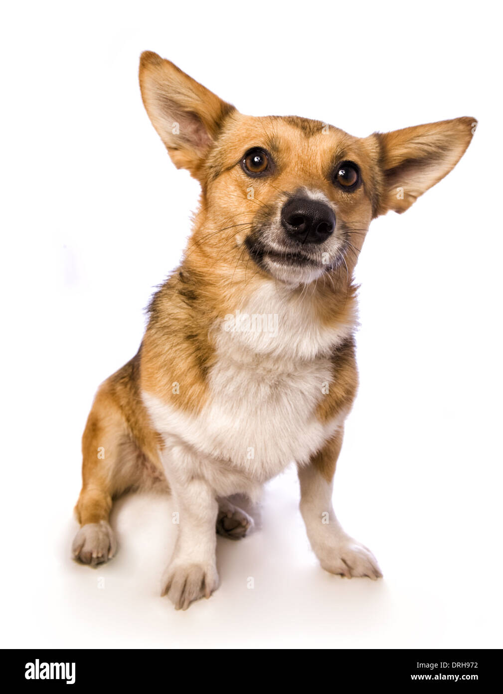 Hund mit großem kopf Ausgeschnittene Stockfotos und -bilder - Alamy