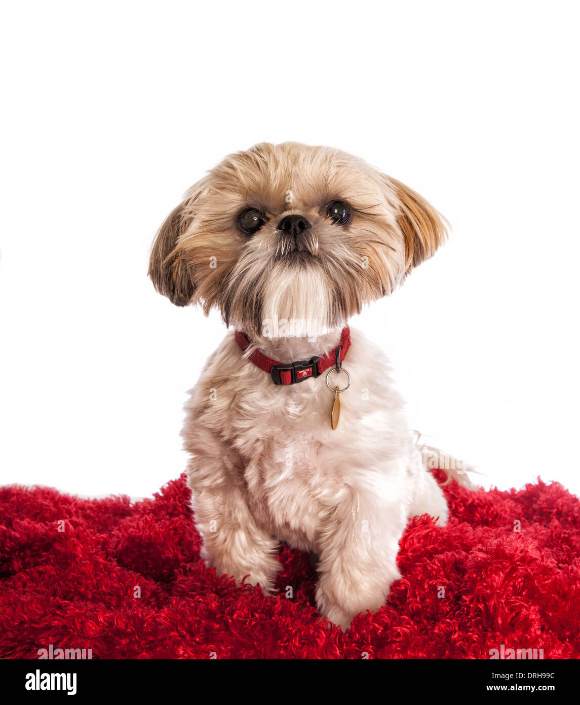Lustiges shih tzu -Fotos und -Bildmaterial in hoher Auflösung – Alamy Lustiges shih tzu -Fotos und -Bildmaterial in hoher Auflösung – Alamy