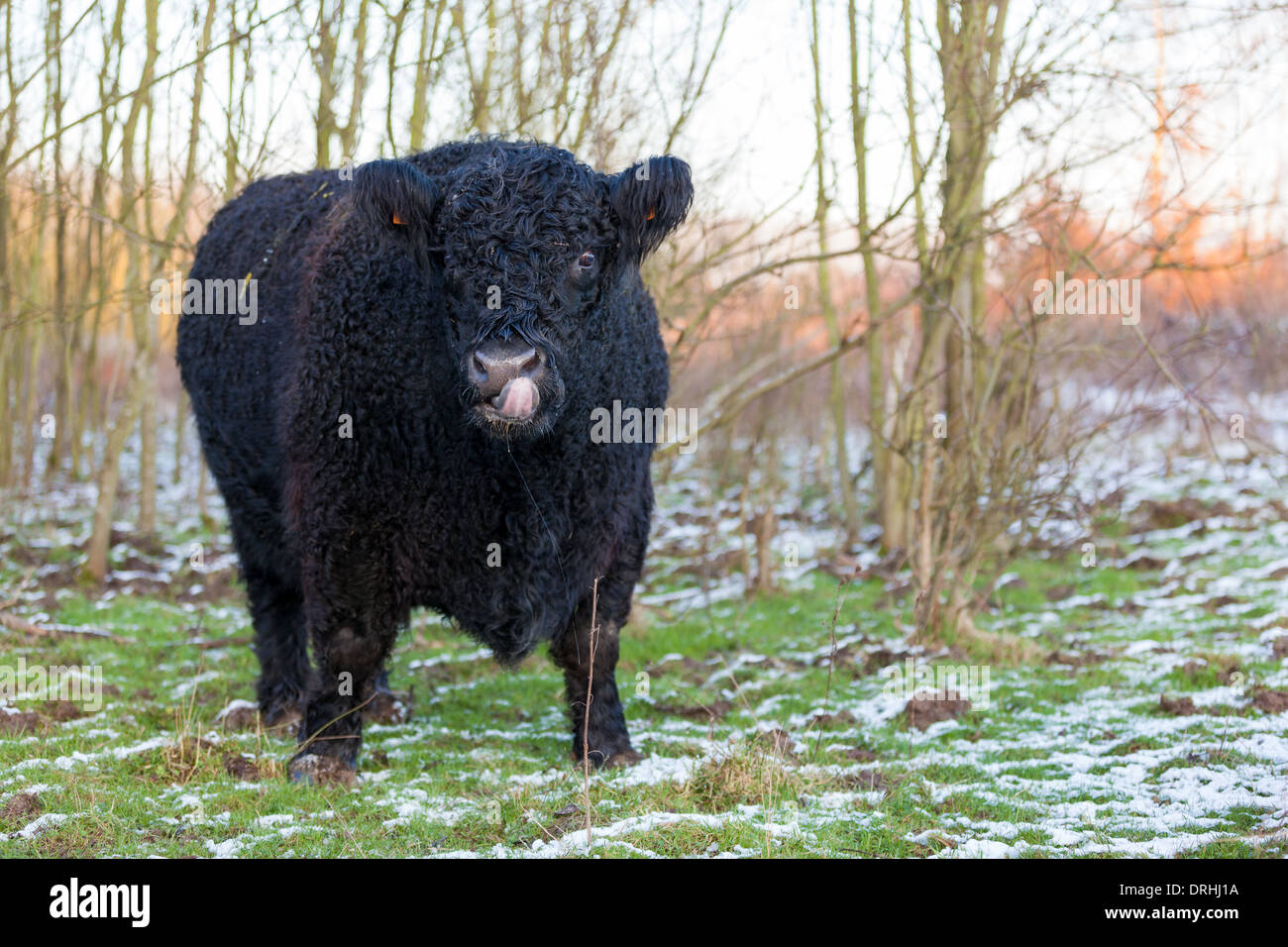 Galloway winter -Fotos und -Bildmaterial in hoher Auflösung – Alamy
