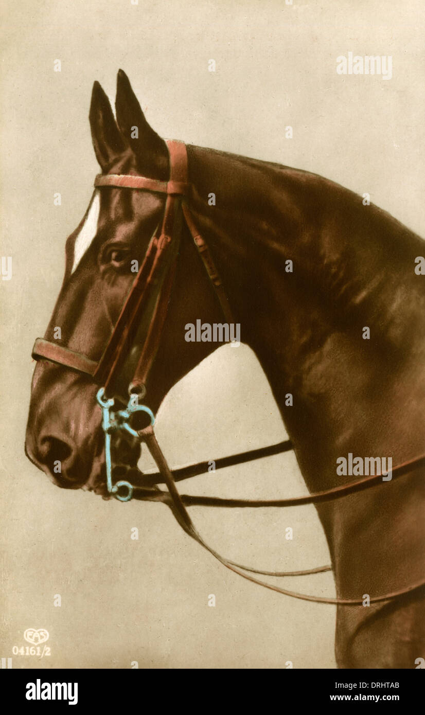 Trense und kandare -Fotos und -Bildmaterial in hoher Auflösung – Alamy