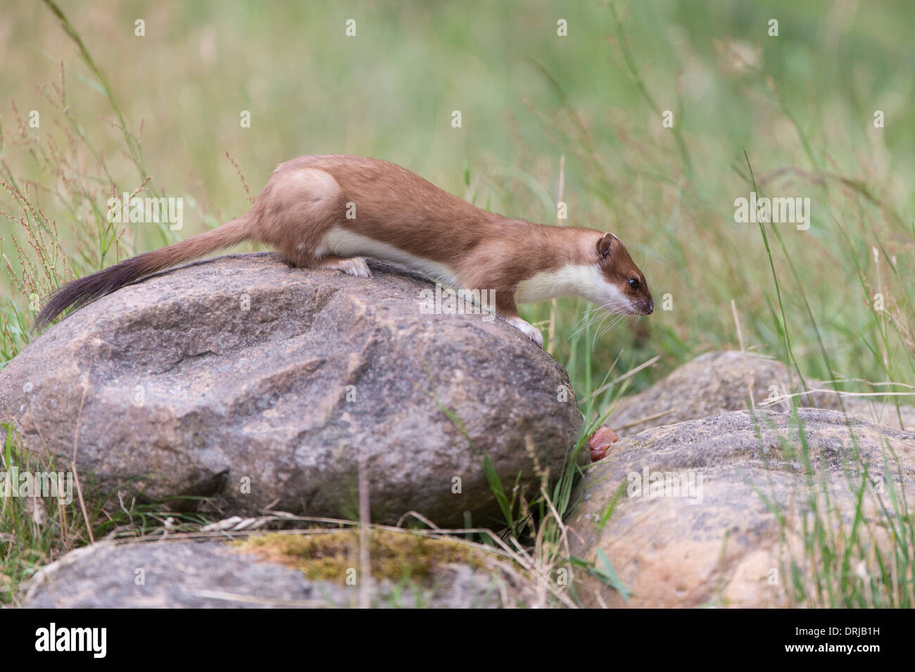 Grosses wiesel -Fotos und -Bildmaterial in hoher Auflösung – Alamy