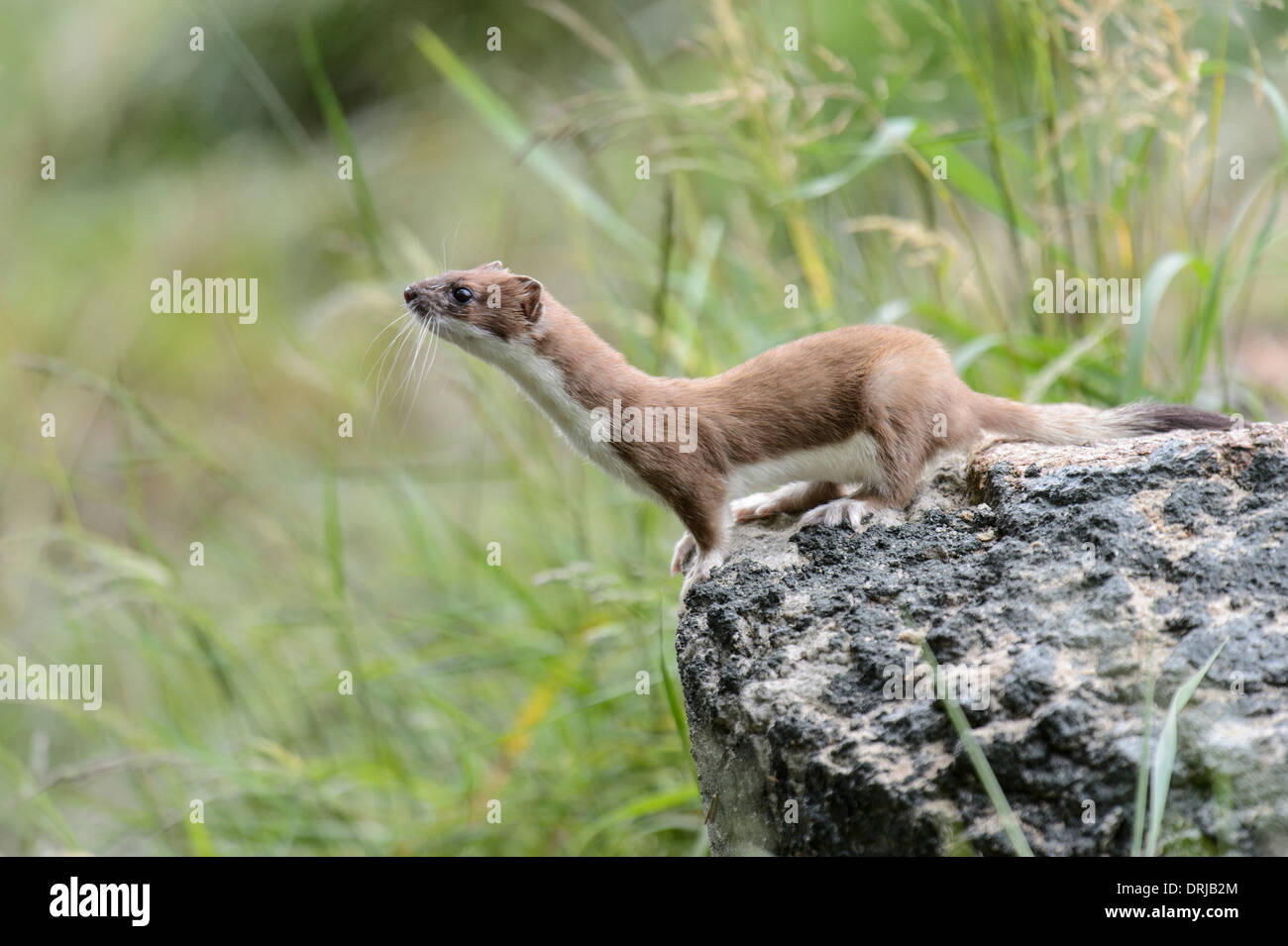 Fell, Hermelin, Kurzschwanzwiesel, Großes Wiesel, Marder, Mustela ...