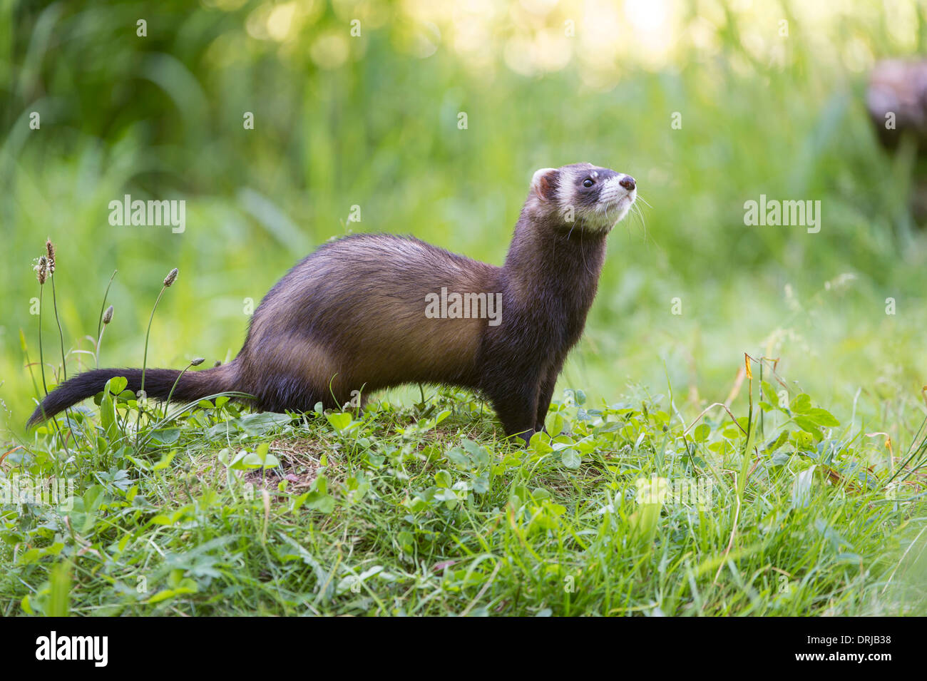 Europäischer Iltis, Fell, Iltis, Marder, Mustela Putorius, Raubtier ...