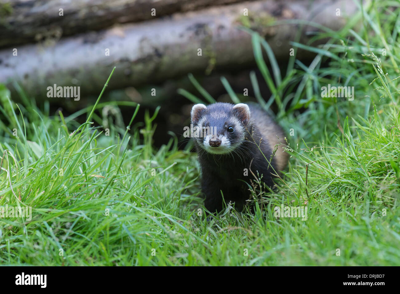 Europäischer Iltis, Fell, Iltis, Marder, Mustela Putorius, Raubtier ...