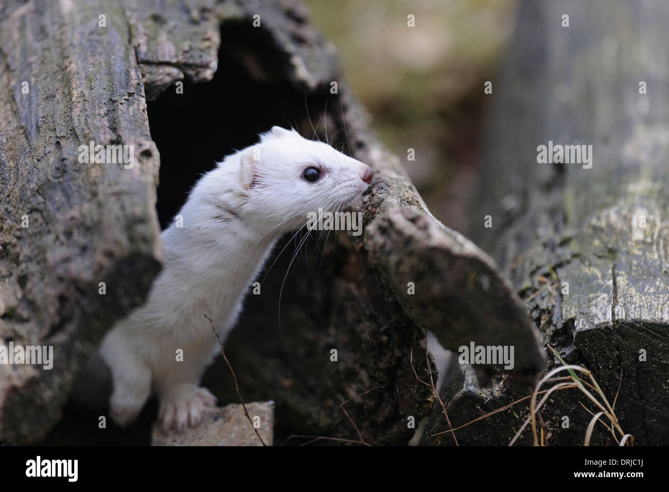 Grosses Wiesel Stockfotos & Grosses Wiesel Bilder - Alamy