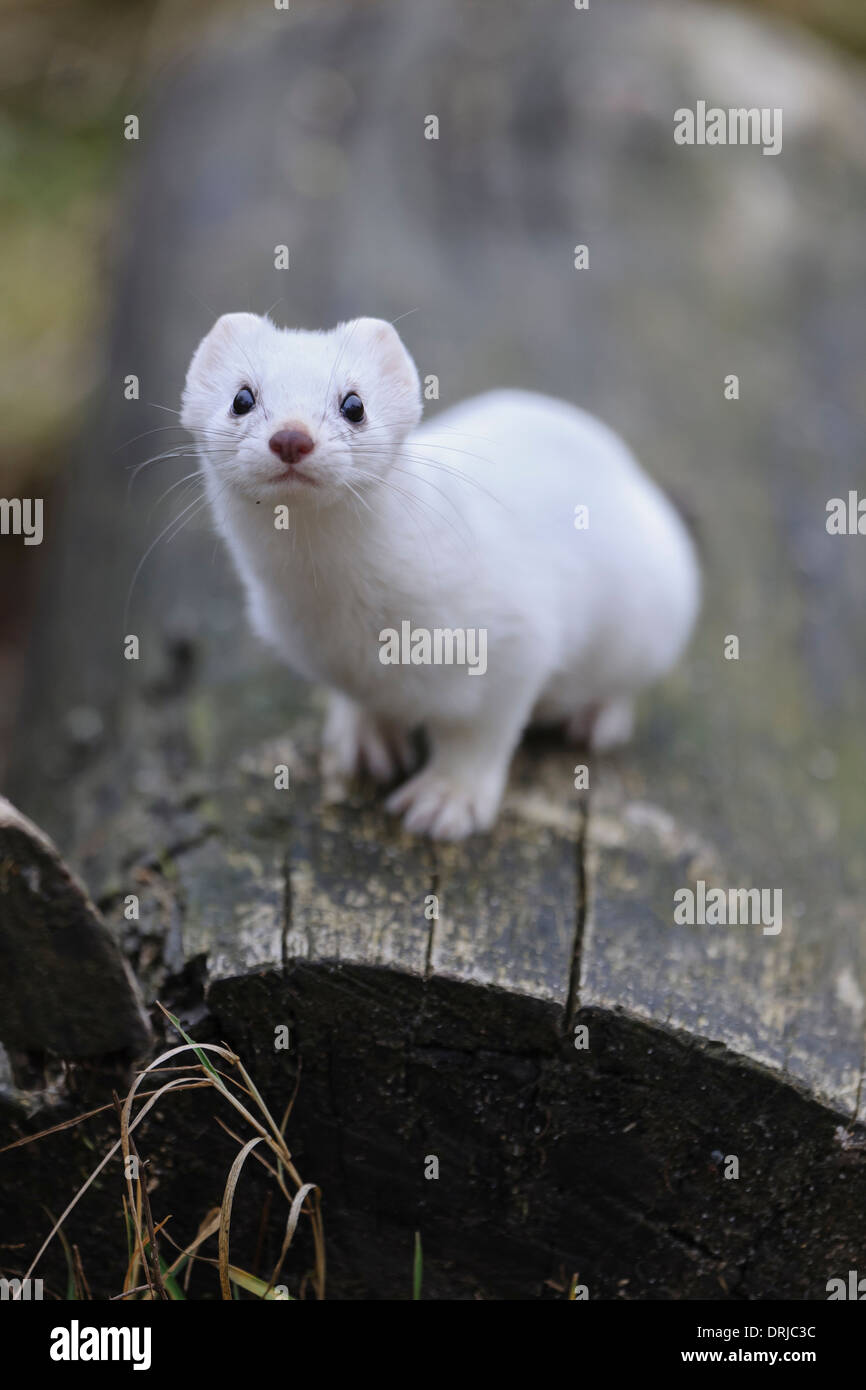Fell, Hermelin, Kurzschwanzwiesel, Großes Wiesel, Marder, Mustela ...
