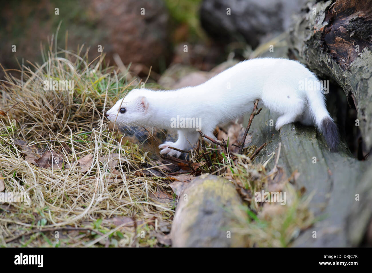 Grosses Wiesel Stockfotos & Grosses Wiesel Bilder - Alamy