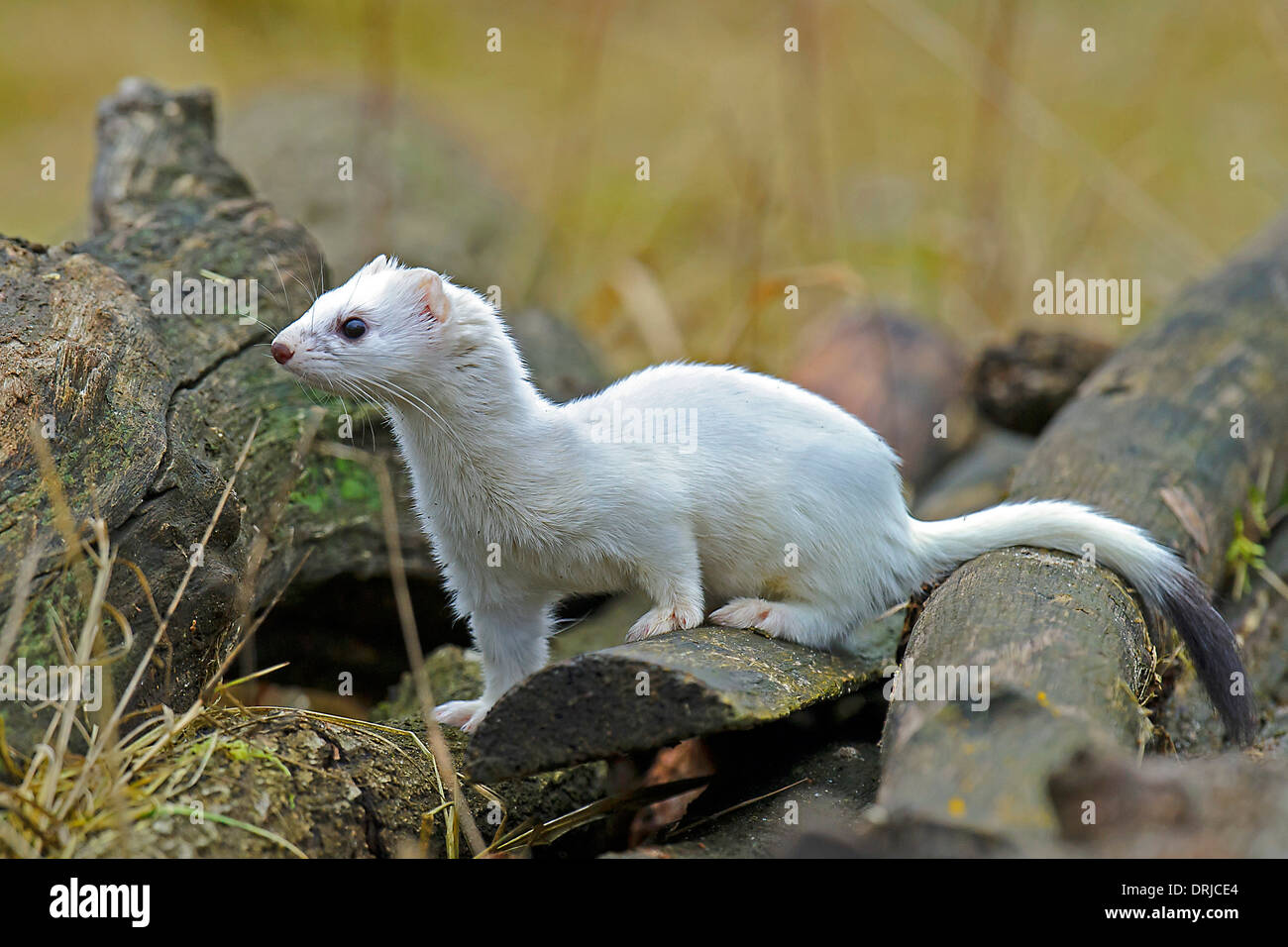 Grosses Wiesel Stockfotos & Grosses Wiesel Bilder - Alamy