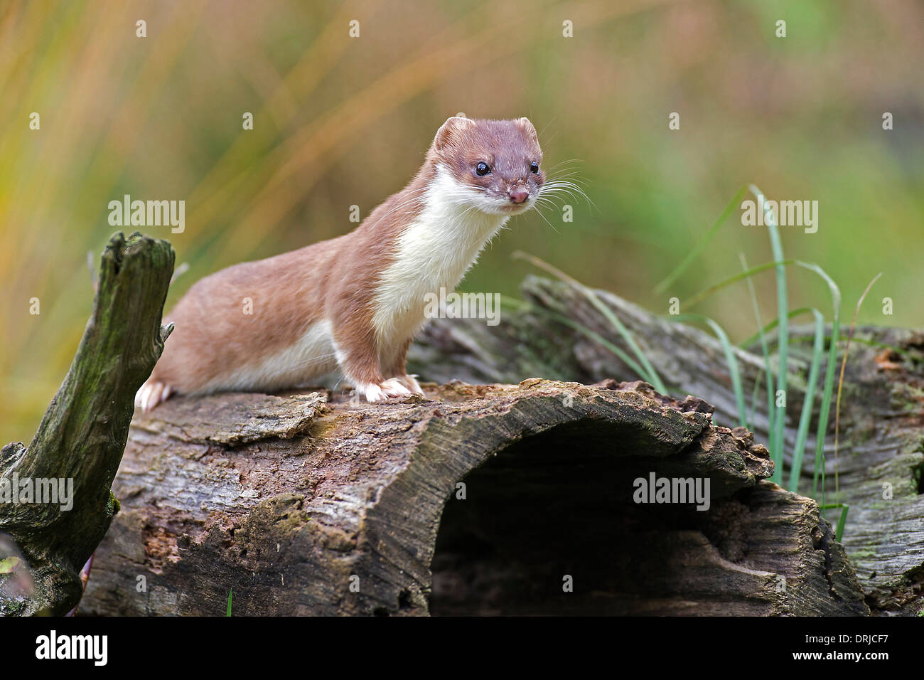 Fell, Hermelin, Kurzschwanzwiesel, Großes Wiesel, Marder, Mustela ...