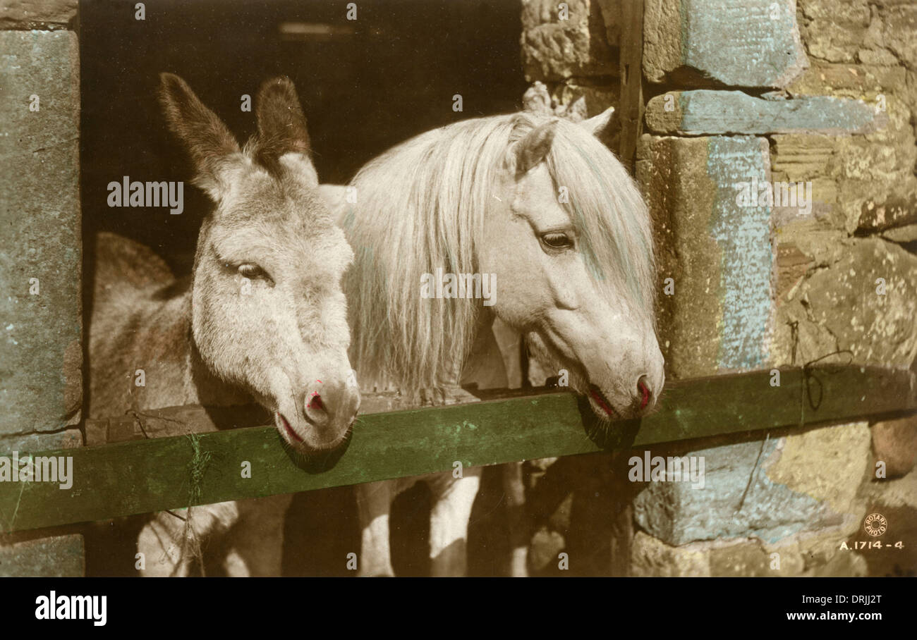 Esel pferd -Fotos und -Bildmaterial in hoher Auflösung – Alamy