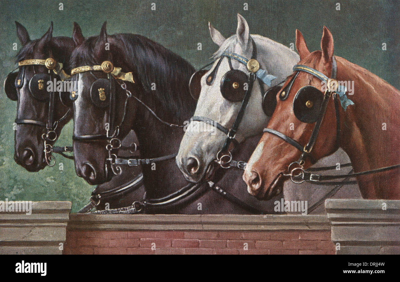 Horse horses -Fotos und -Bildmaterial in hoher Auflösung – Alamy