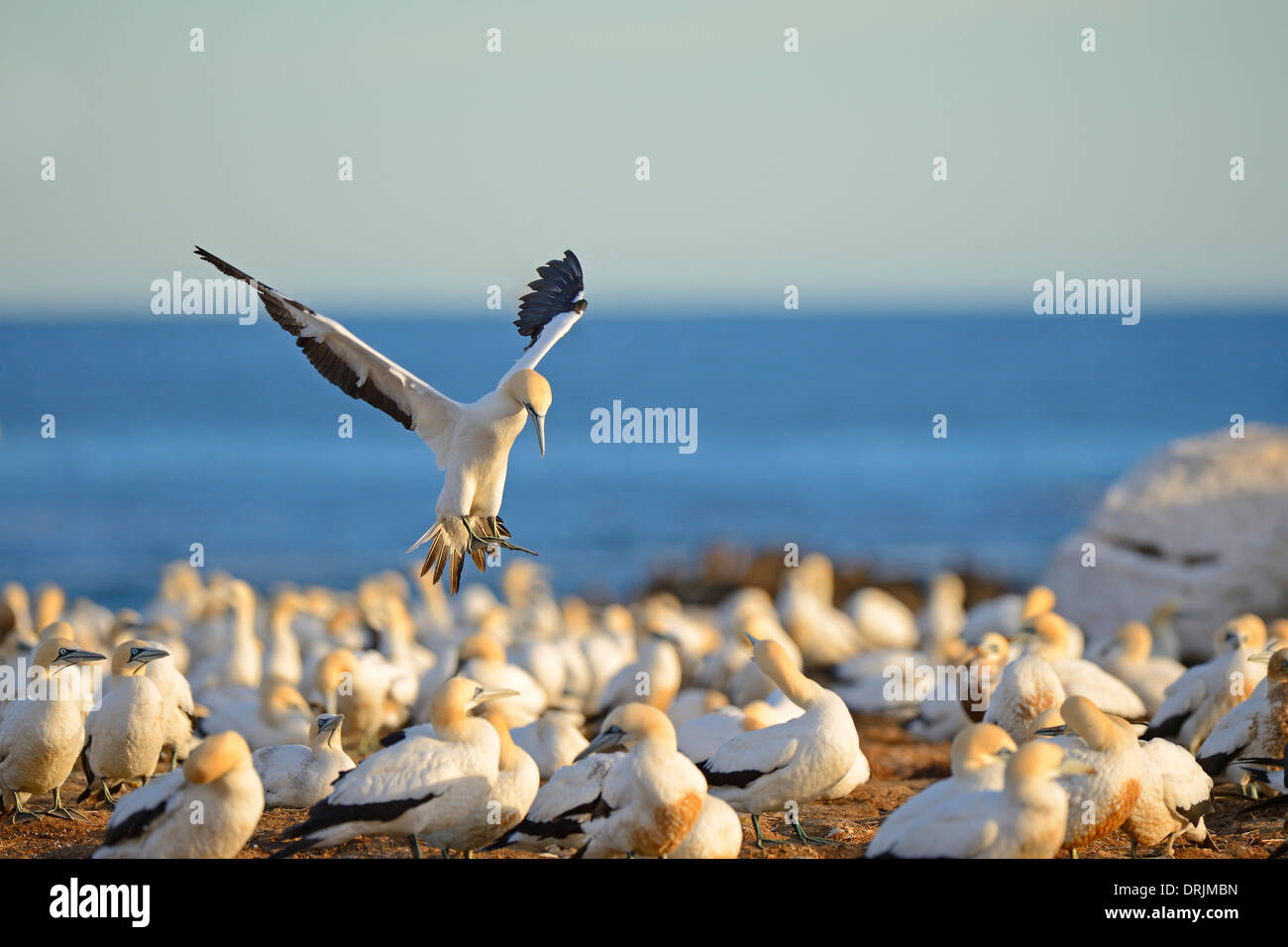 Kaptoelpel morus capensis -Fotos und -Bildmaterial in hoher Auflösung ...