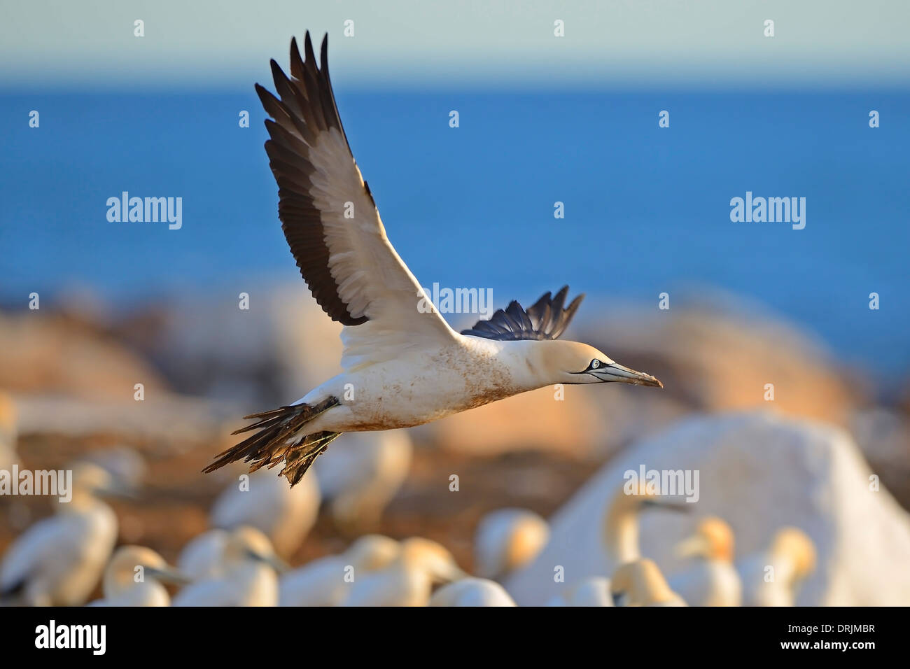 Kaptoelpel morus capensis -Fotos und -Bildmaterial in hoher Auflösung ...