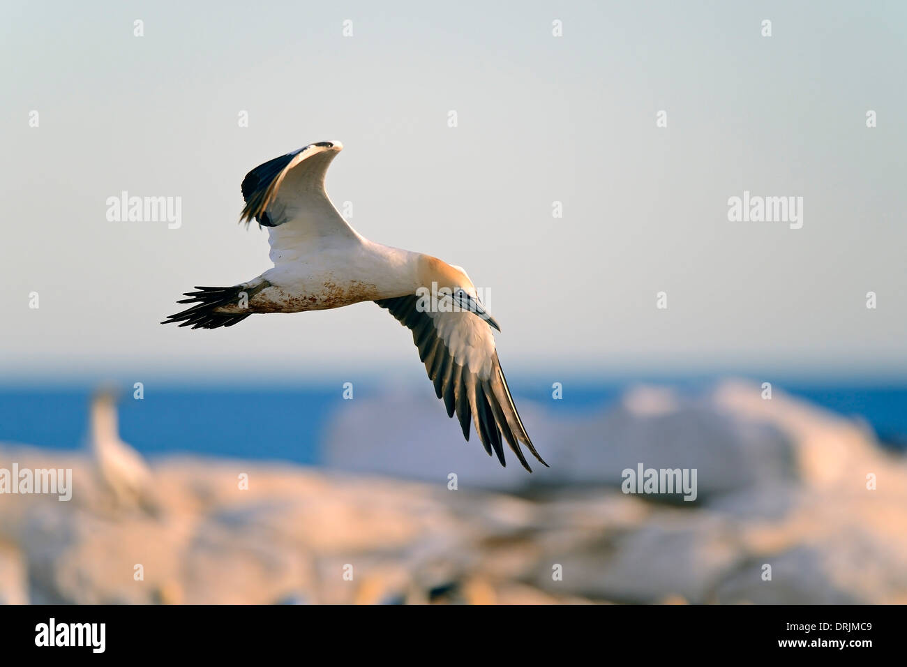 Kaptoelpel morus capensis -Fotos und -Bildmaterial in hoher Auflösung ...