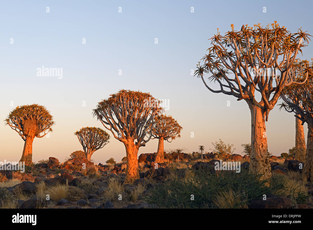 Köcher, Baum oder Quivertree Afrikaans, Kokerboom, Aloe Dichotoma mit ...