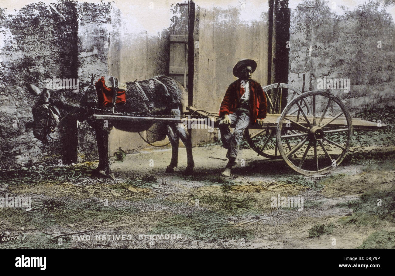 Esel gezogen -Fotos und -Bildmaterial in hoher Auflösung – Alamy