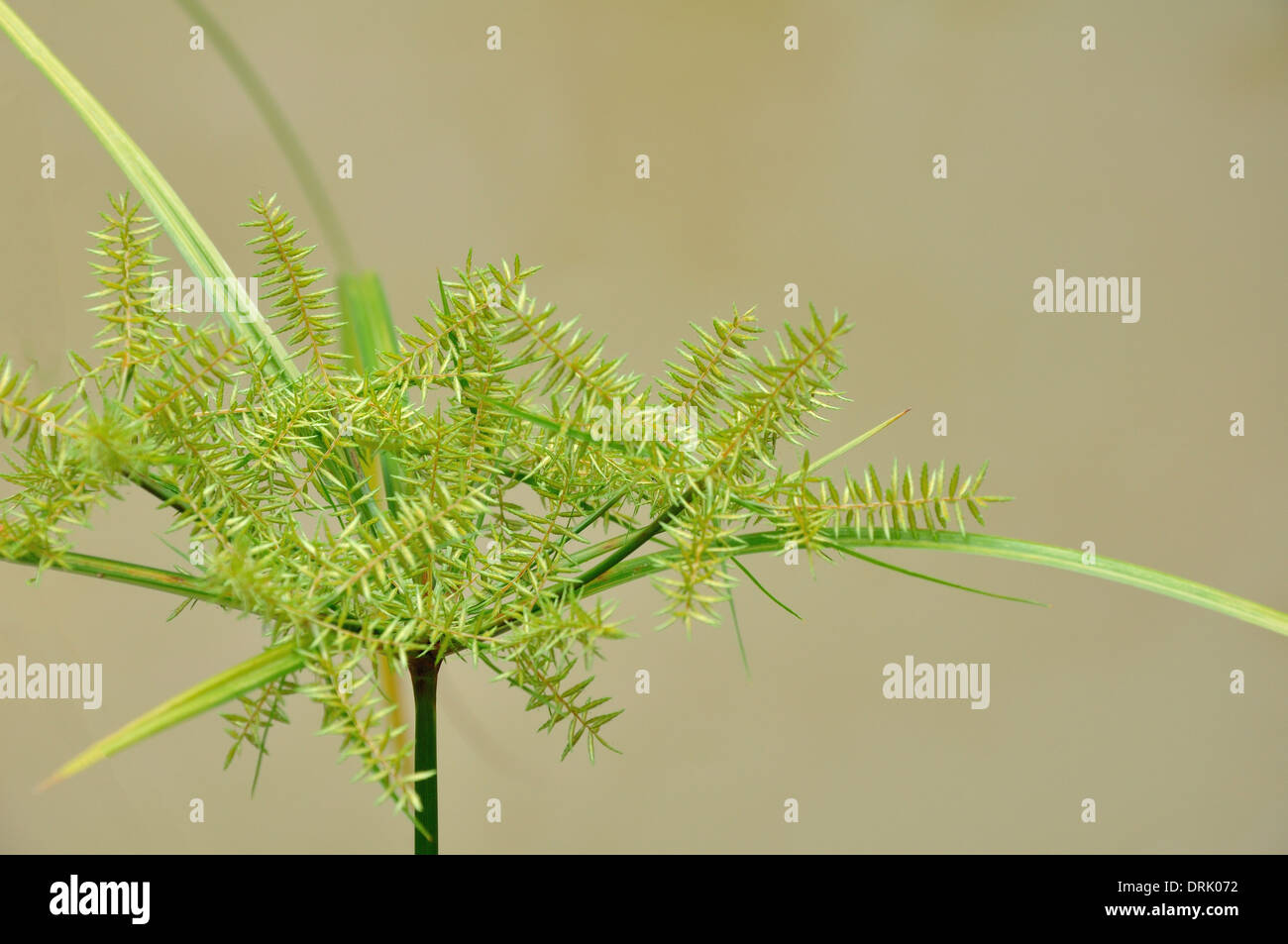 Papyrus stalk -Fotos und -Bildmaterial in hoher Auflösung – Alamy
