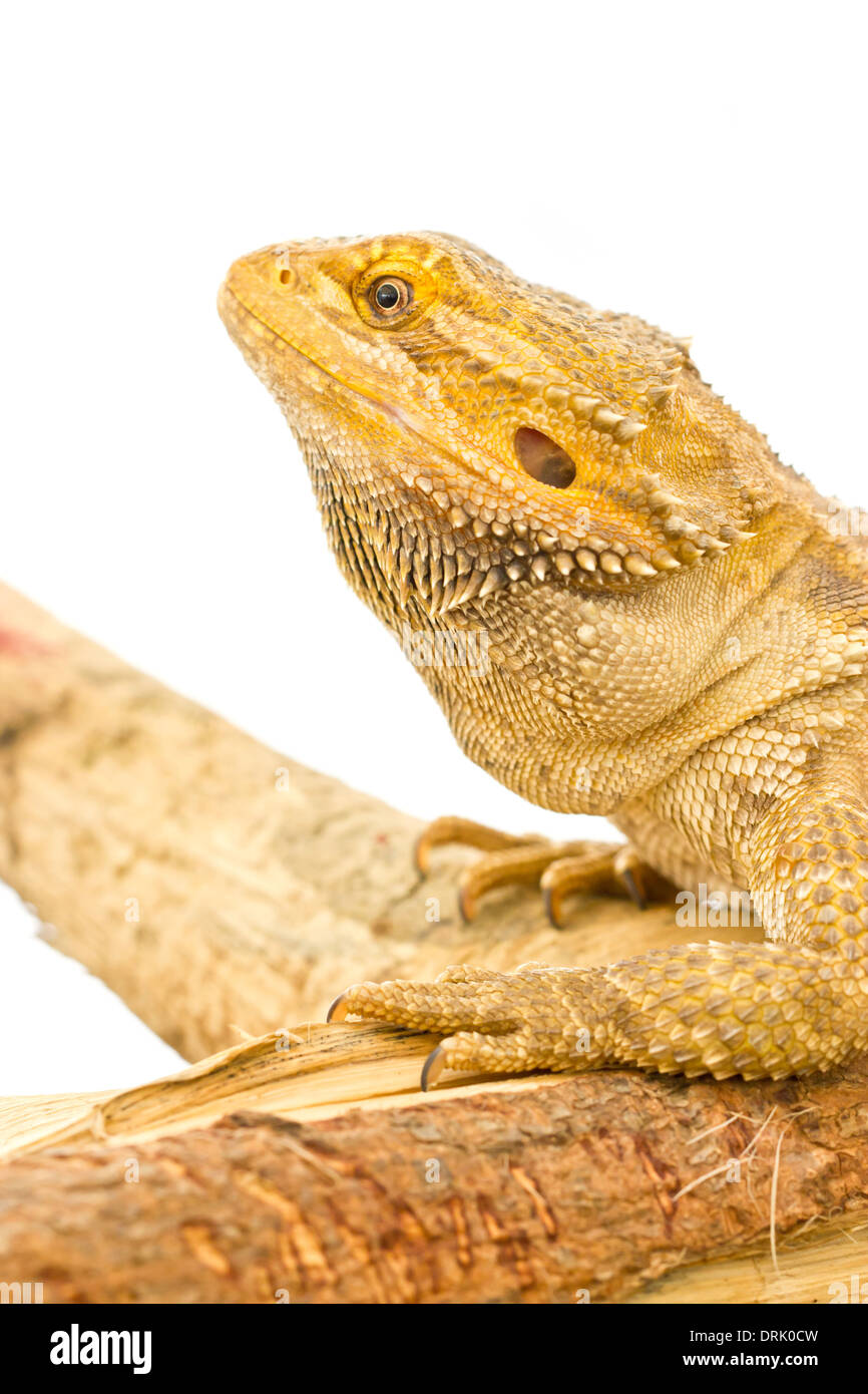 Männliche bartagame pogona arten -Fotos und -Bildmaterial in hoher ...