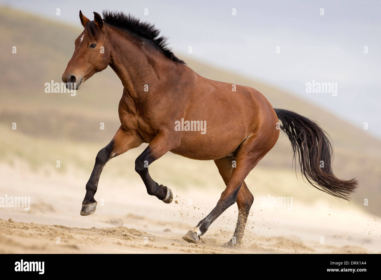 Kaimanawa pferd -Fotos und -Bildmaterial in hoher Auflösung – Alamy