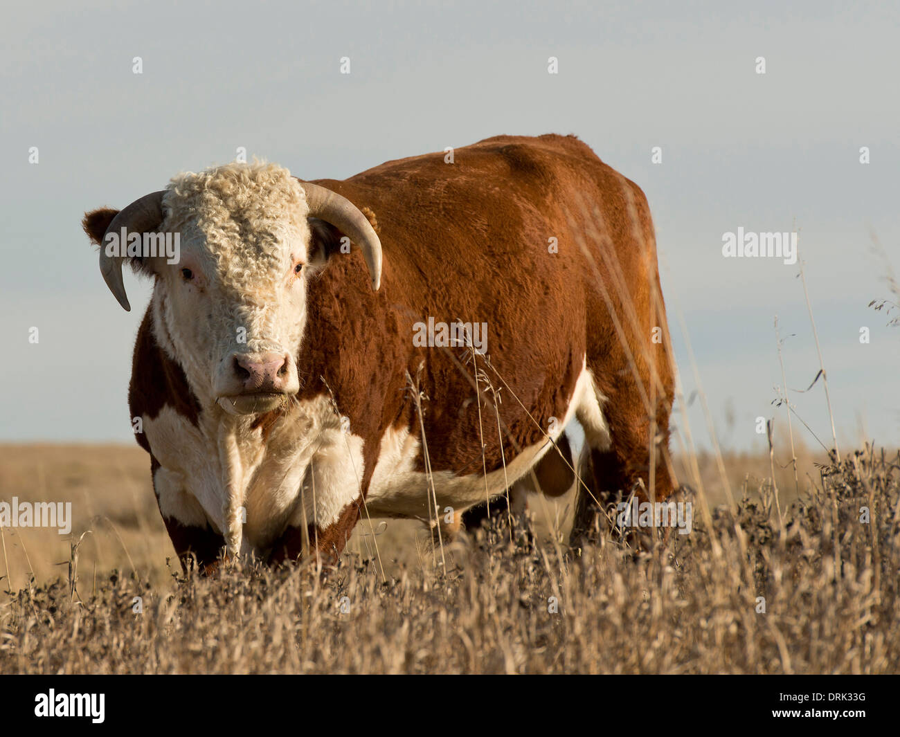 Hereford rind -Fotos und -Bildmaterial in hoher Auflösung – Alamy