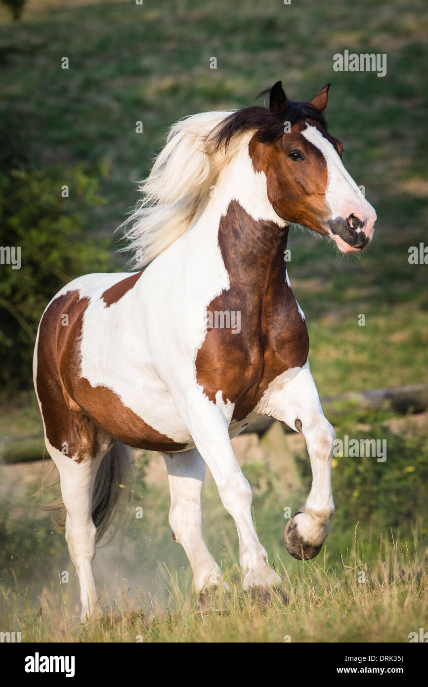Noriker Pferd Pinto Stute im Galopp auf der Weide Österreich ...