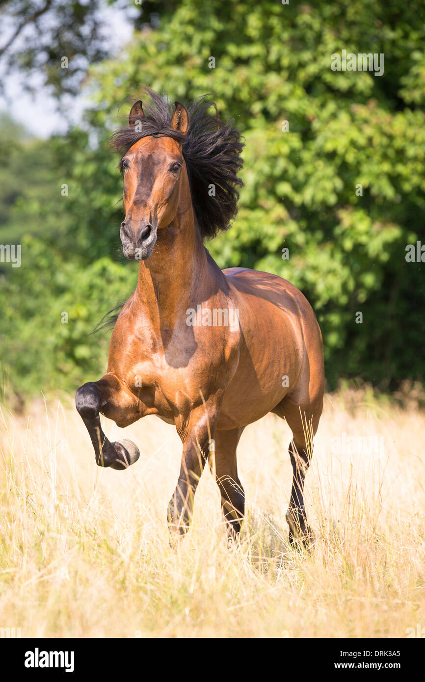 Pure spanische Pferd andalusischen Bay Wallach Trab auf einer Weide ...