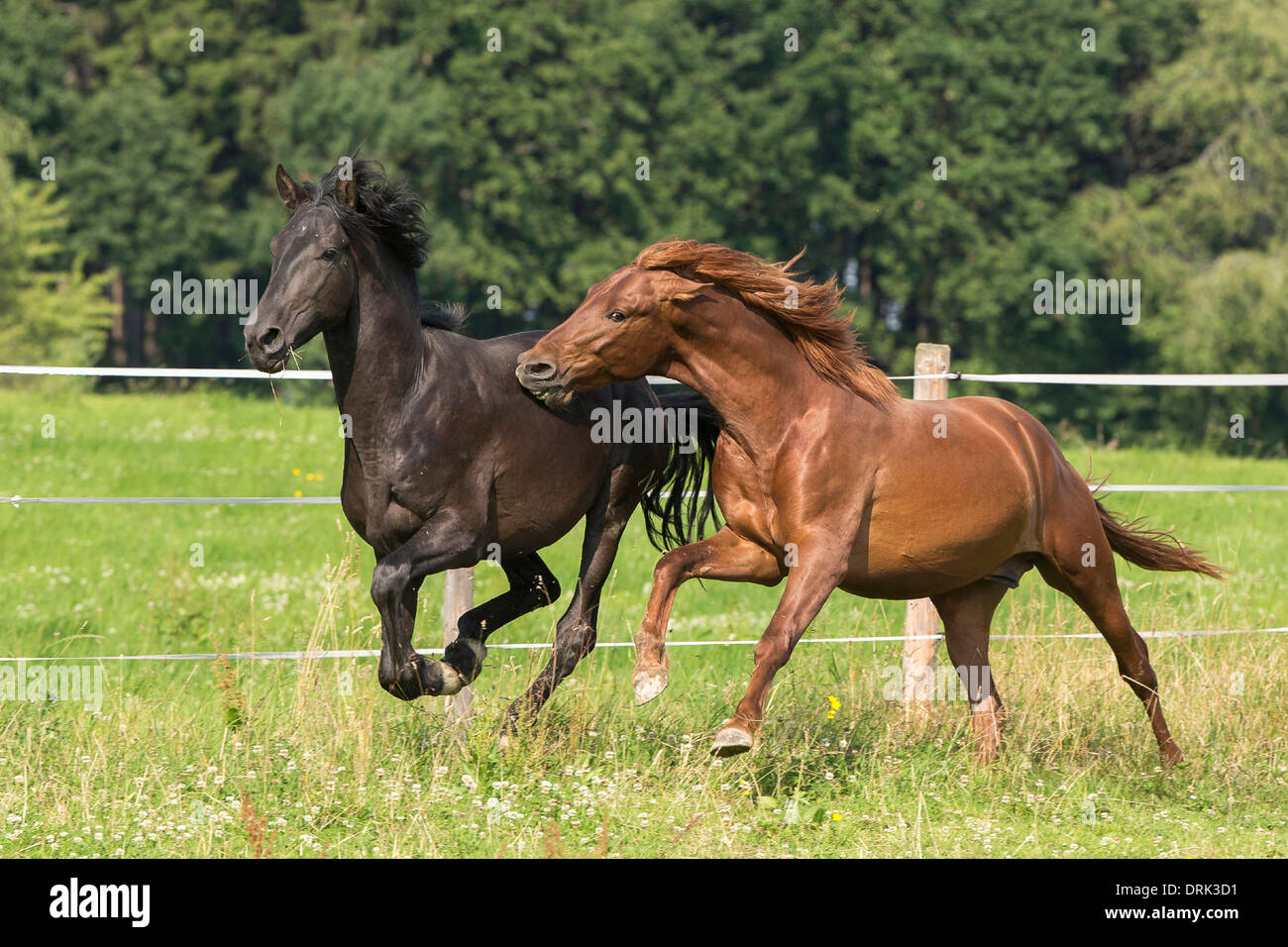 Rein spanische Pferd andalusischen zwei Junghengste im Galopp auf der ...