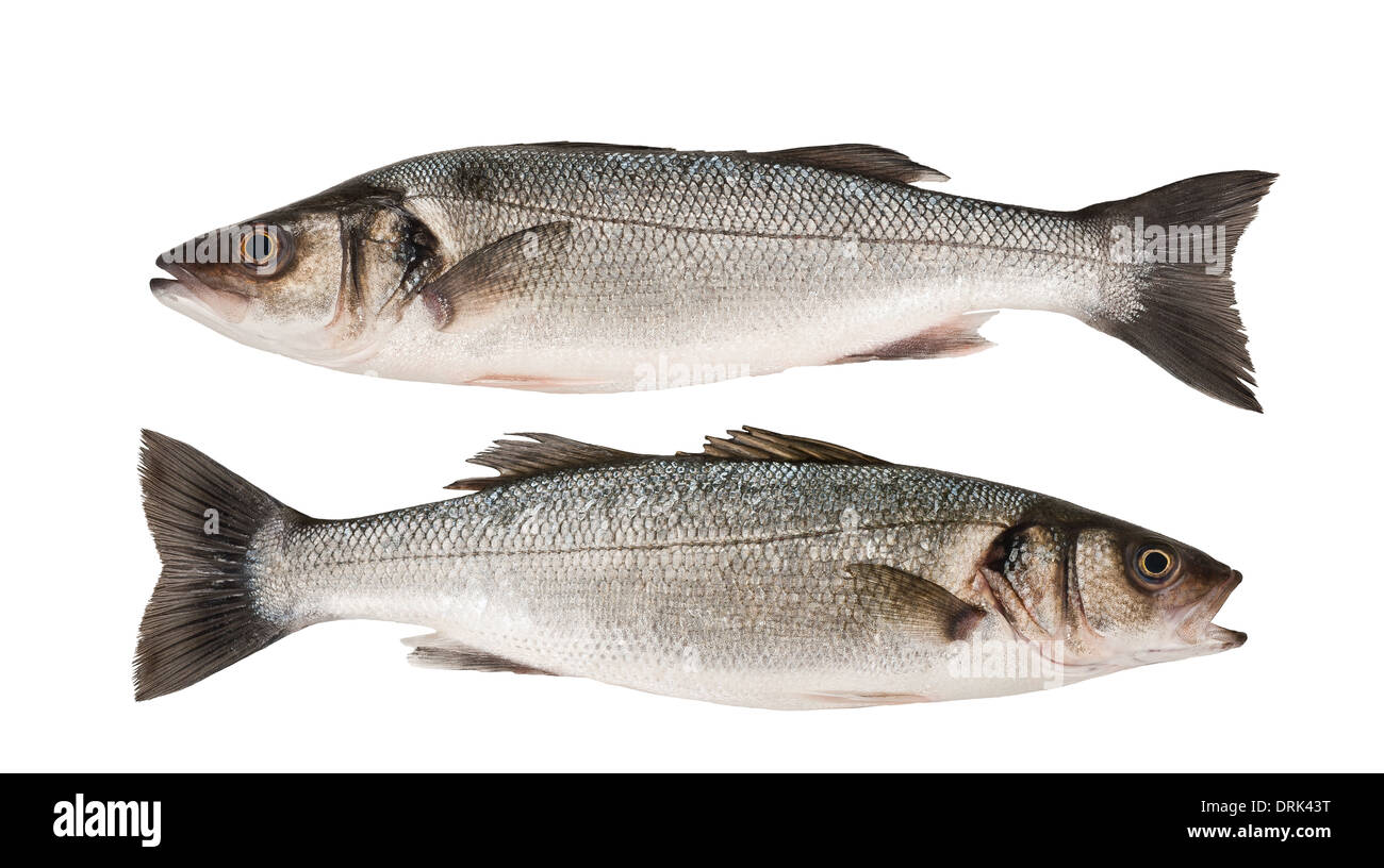 Wilder seebarsch -Fotos und -Bildmaterial in hoher Auflösung – Alamy