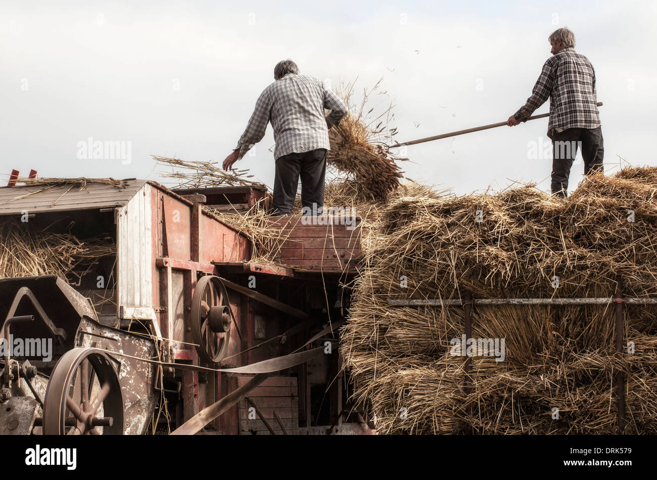 Das getreide dreschen -Fotos und -Bildmaterial in hoher Auflösung – Alamy