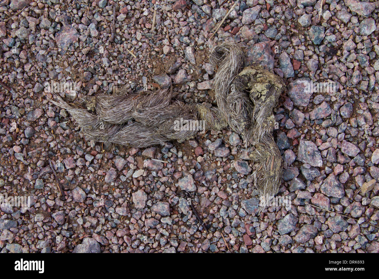 Elch kot -Fotos und -Bildmaterial in hoher Auflösung – Alamy