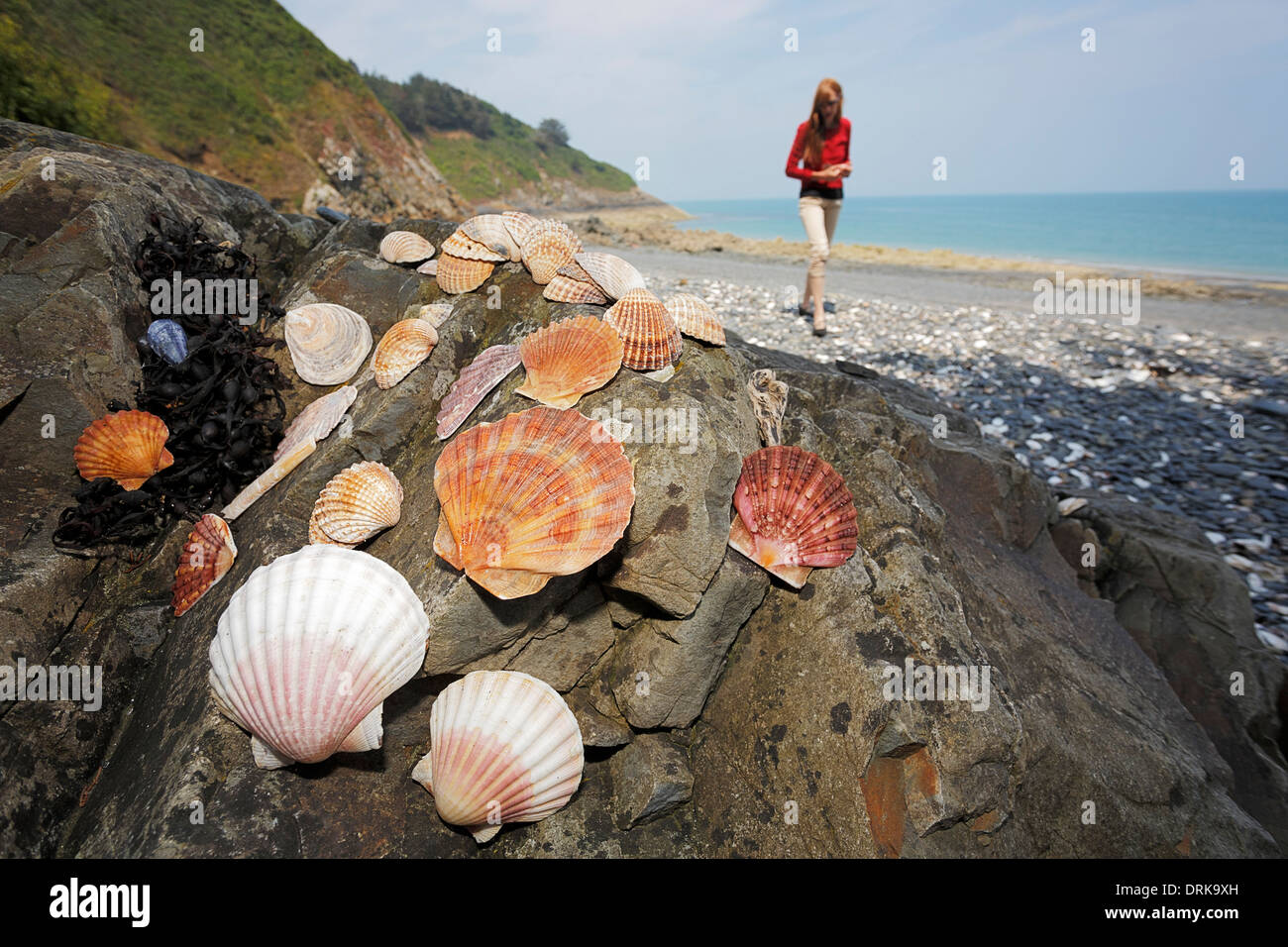Frankreich, Bretagne, Strand Pordic, touristischen sammeln Muscheln ...