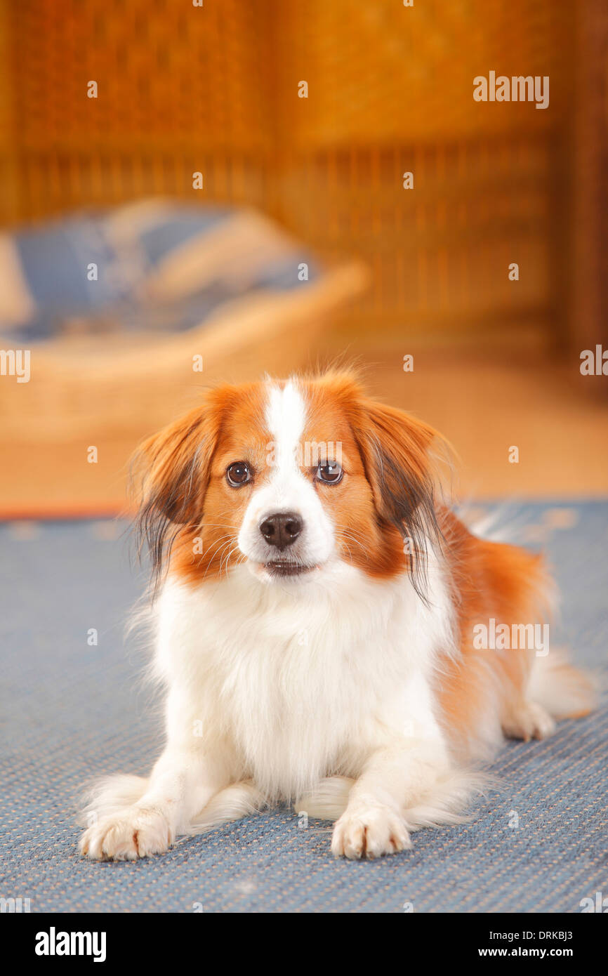 Nederlandse Kooikerhondje Liegend Stockfotos und -bilder Kaufen - Alamy