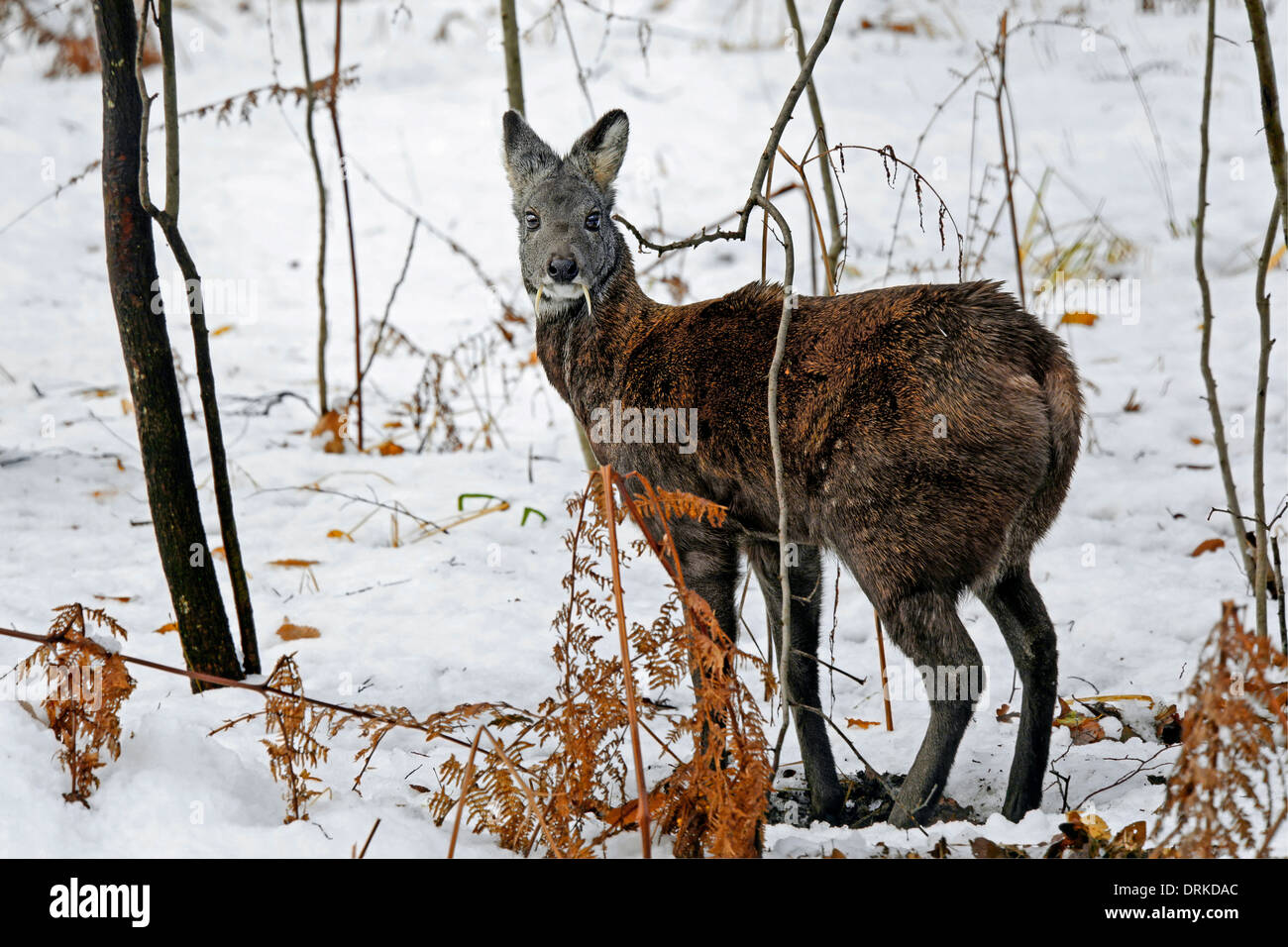 Siberian musk deer moschus moschiferus moschiferus male whit evidents ...