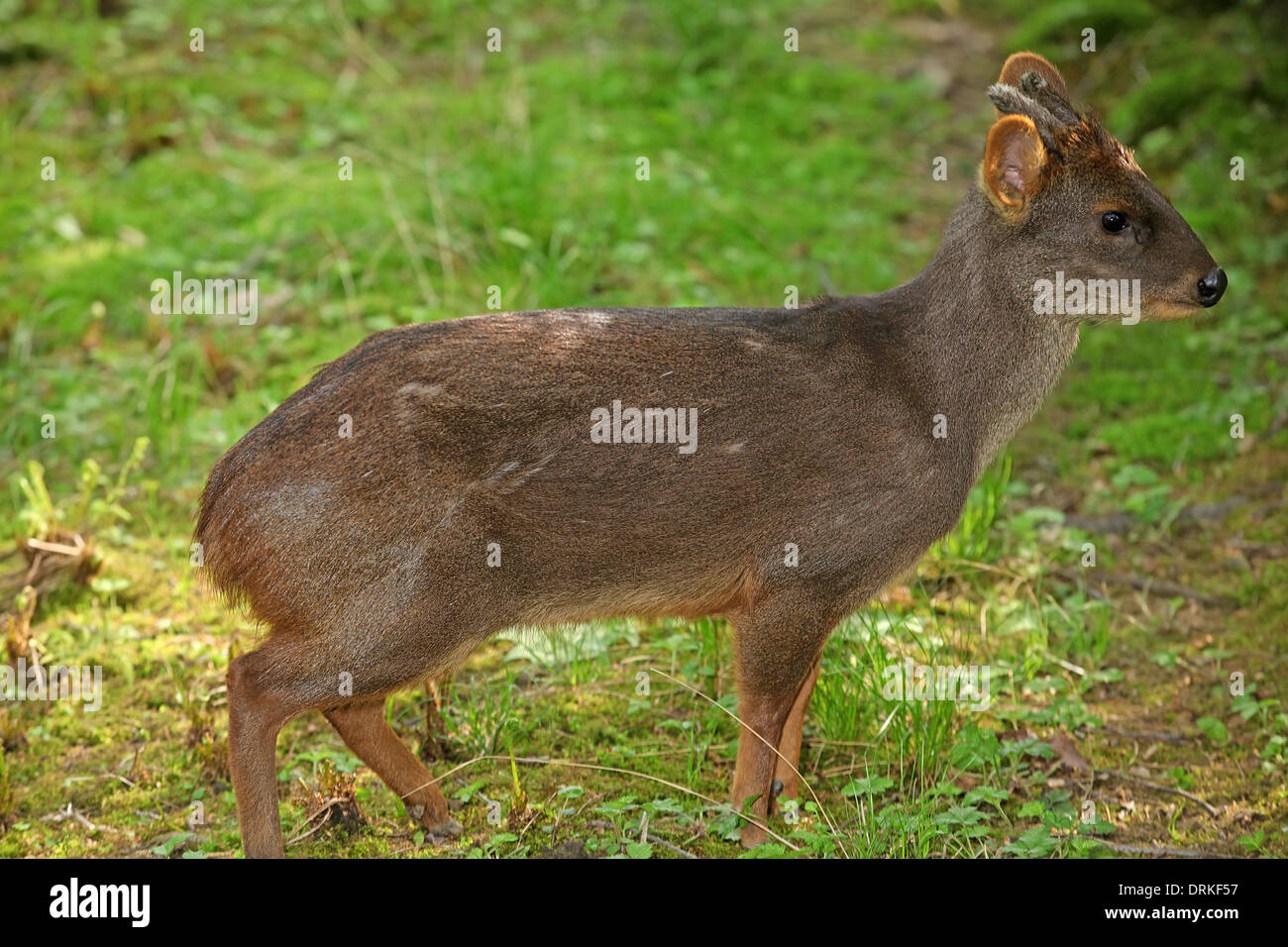 Southern pudú deer pudu puda -Fotos und -Bildmaterial in hoher ...