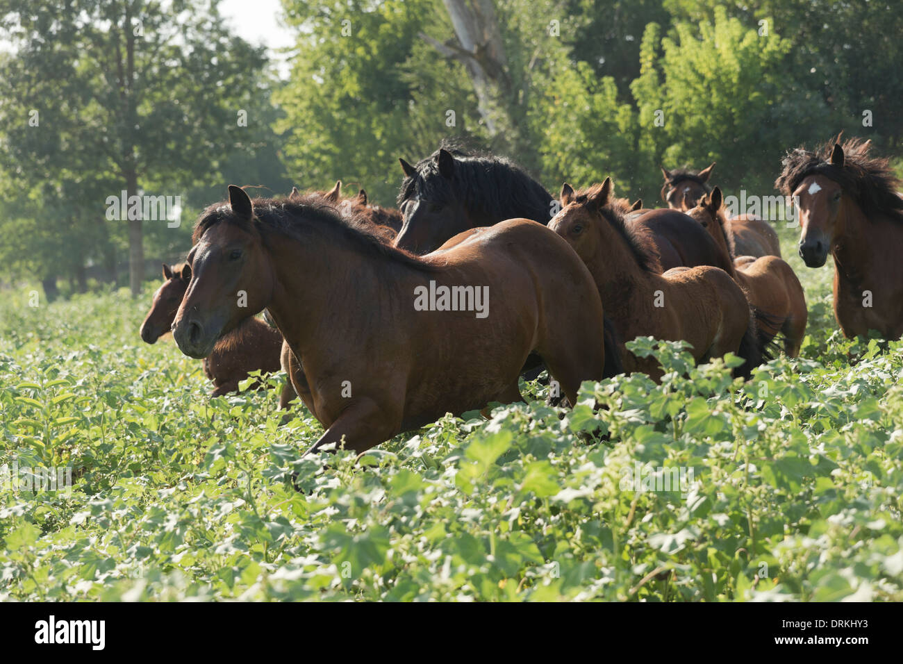 Seltenes tier -Fotos und -Bildmaterial in hoher Auflösung – Alamy