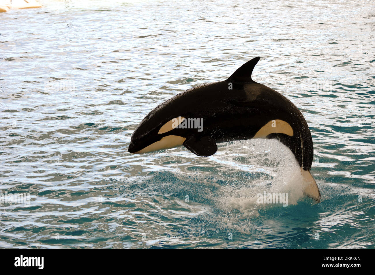 Wal springen -Fotos und -Bildmaterial in hoher Auflösung – Alamy